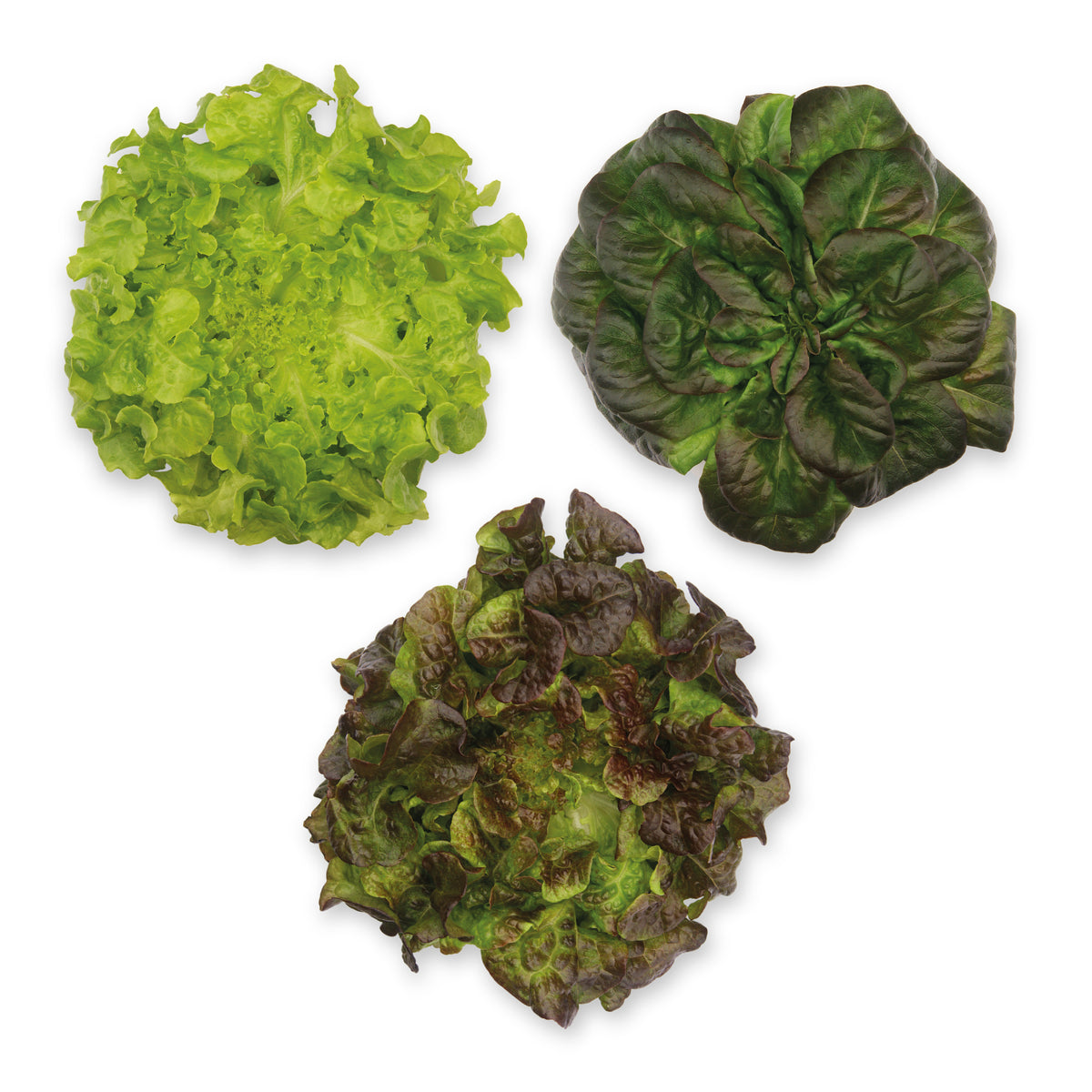 Lettuce Box (3 heads) – Crate to Plate