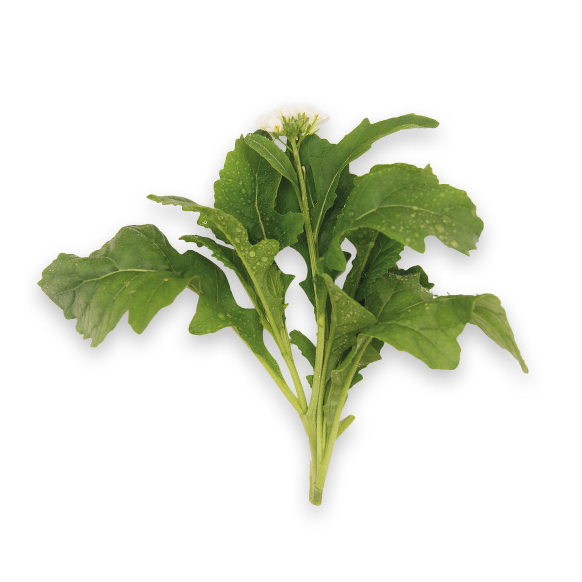 Wasabi Rocket (50g) – Crate to Plate
